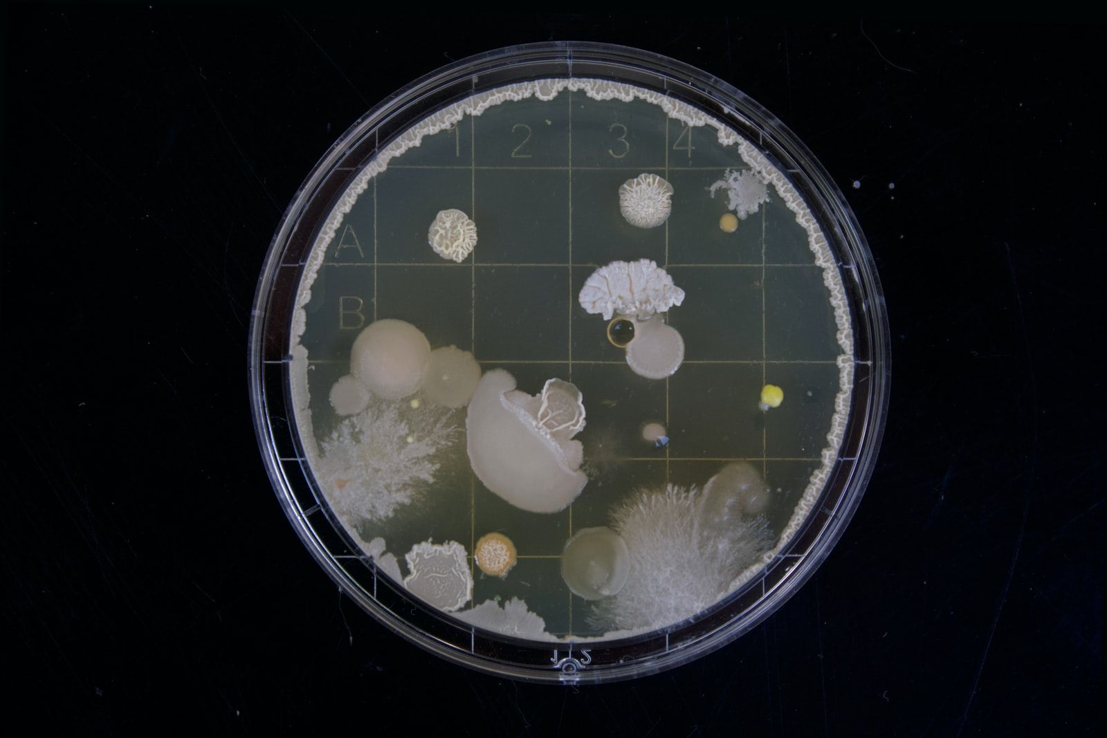 Bacterial and Fungal Isolation from Face Masks under the COVID-19 ...