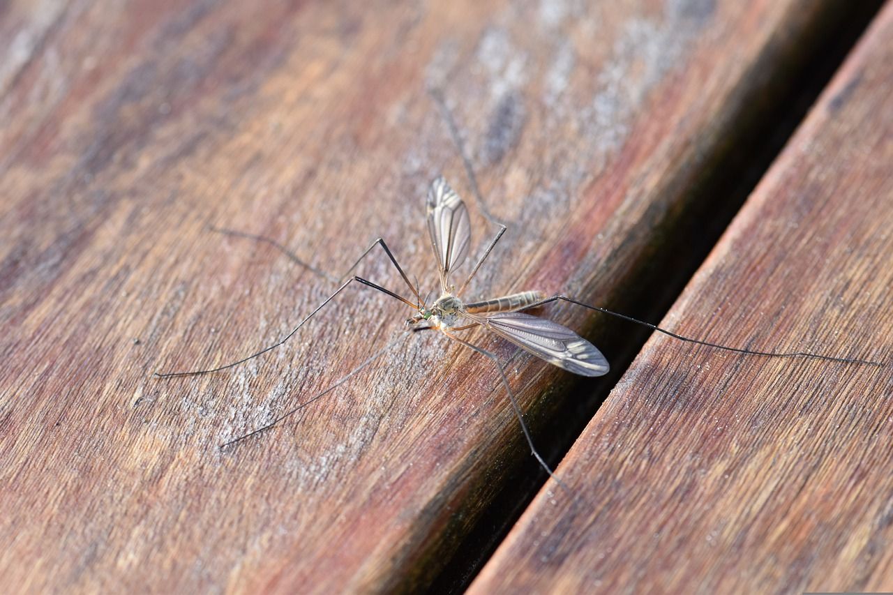 Genetically Modified Mosquitoes Vaccinate a Human - Canada Health Alliance