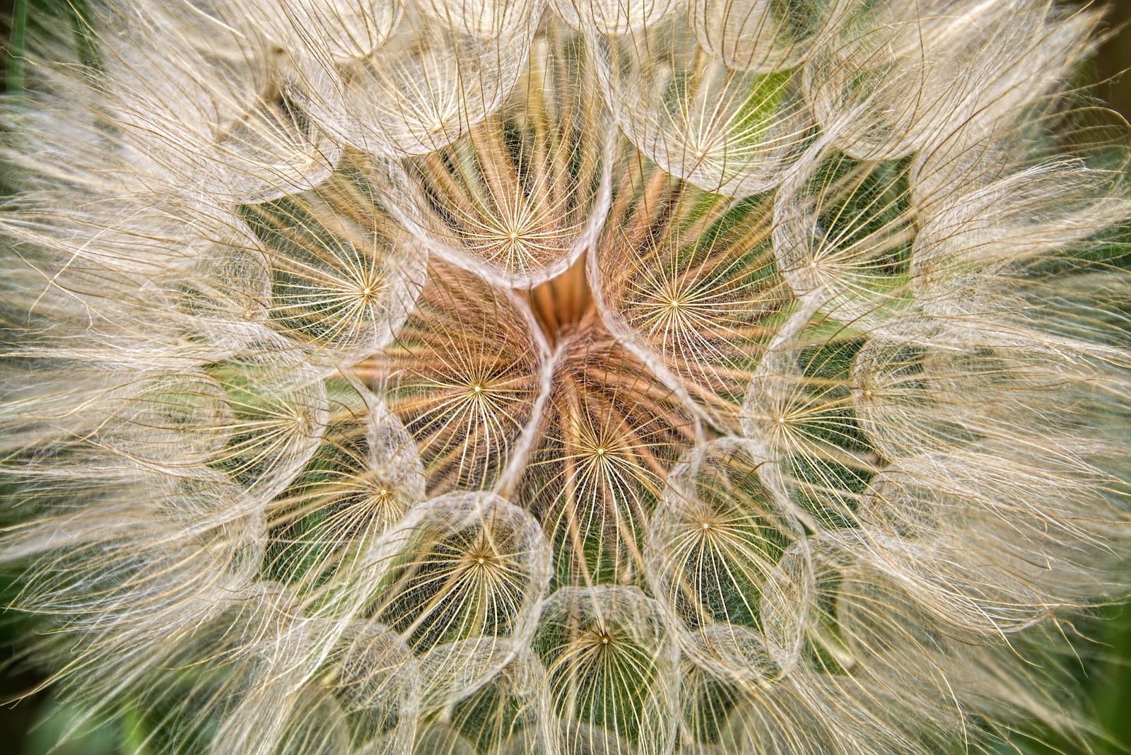 Biogeometry - Canada Health Alliance